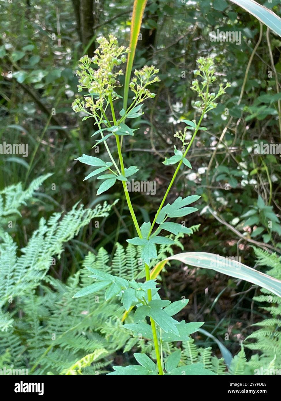 Common Meadow-rue (Thalictrum flavum Stock Photo - Alamy