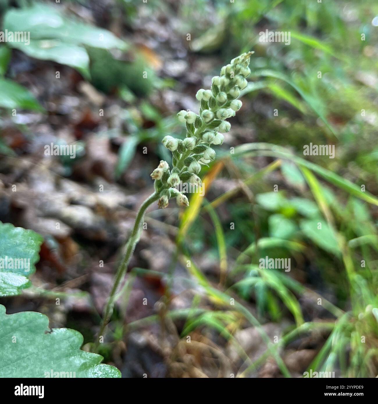 downy rattlesnake plantain (Goodyera pubescens Stock Photo - Alamy