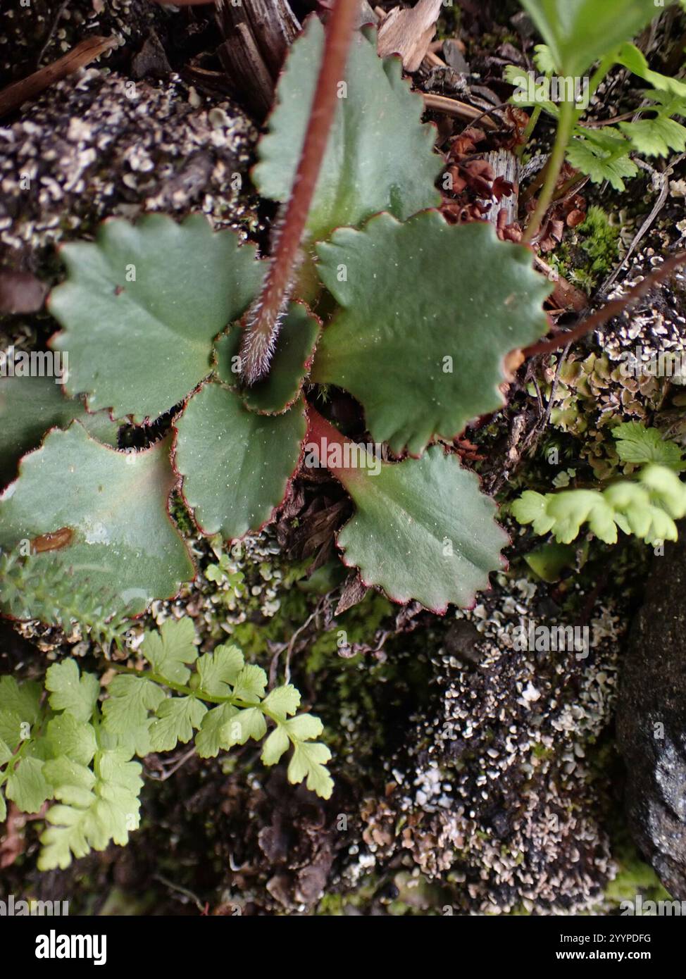 Western Saxifrage (Micranthes occidentalis Stock Photo - Alamy