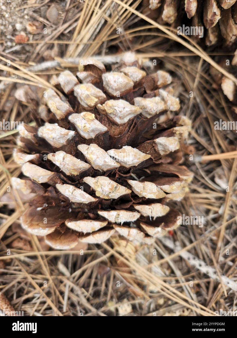 Jeffrey pine (Pinus jeffreyi Stock Photo - Alamy