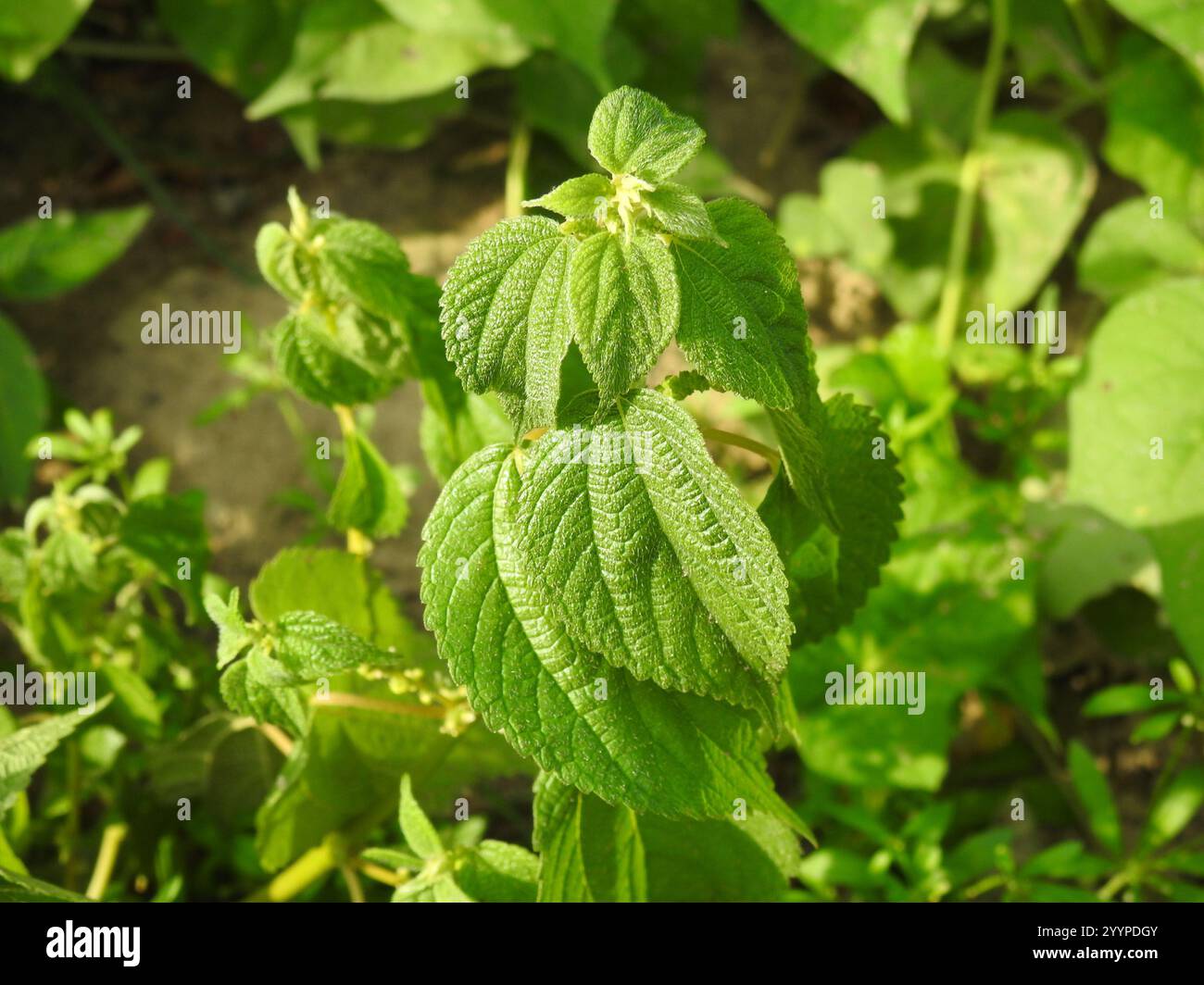 False nettle hi-res stock photography and images - Alamy