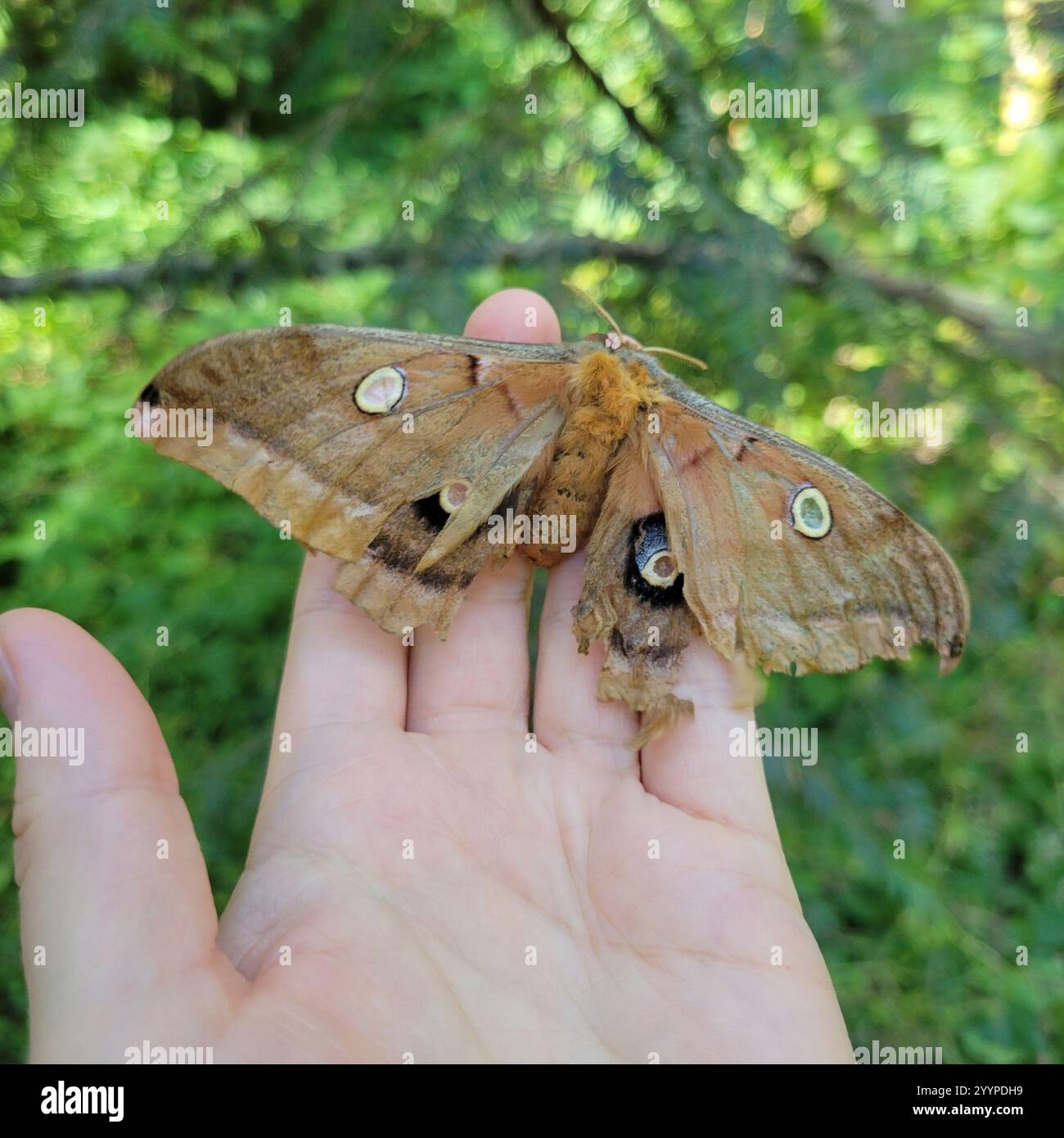 Polyphemus Moth (Antheraea polyphemus Stock Photo - Alamy