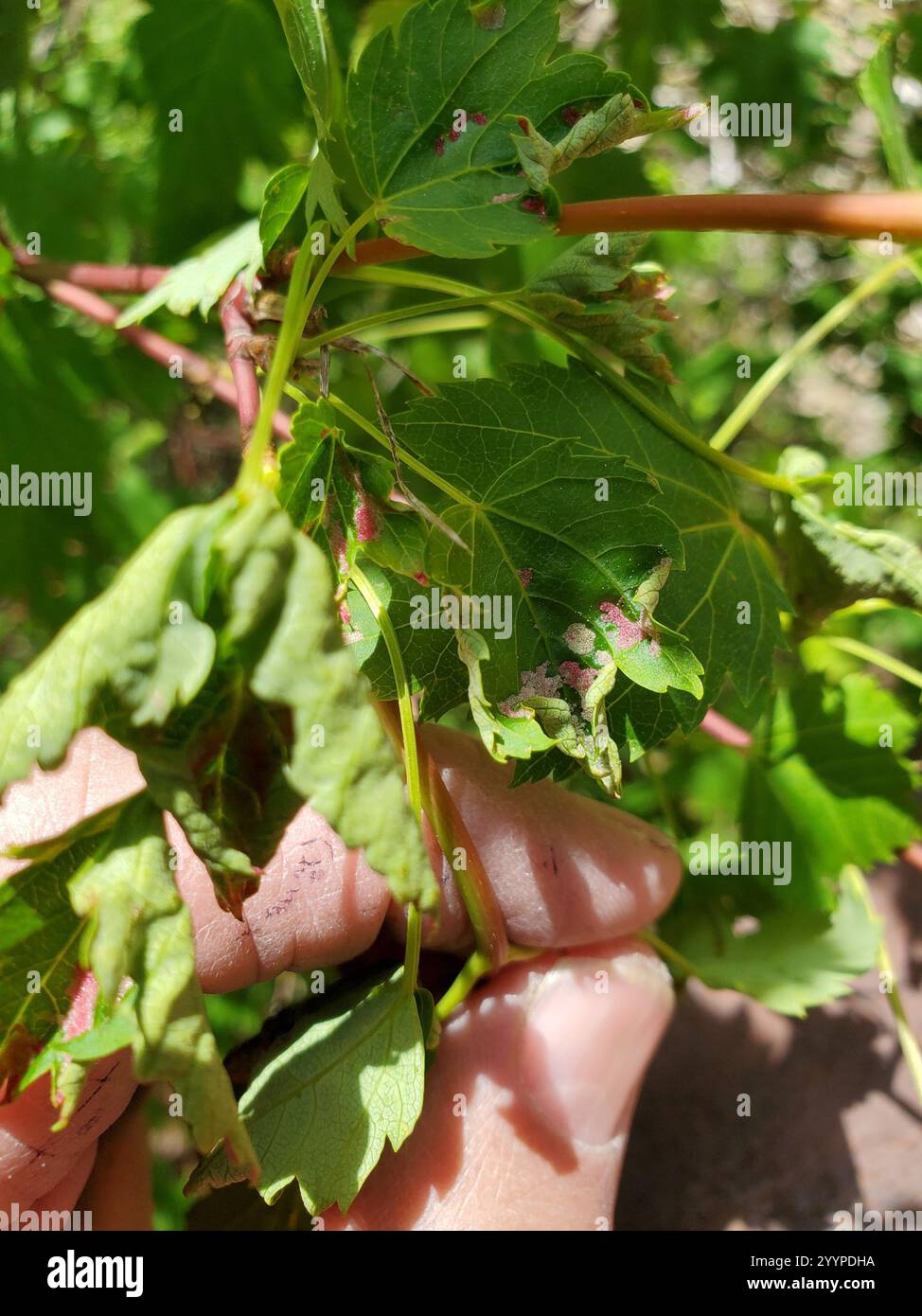 Felt mite hi-res stock photography and images - Alamy