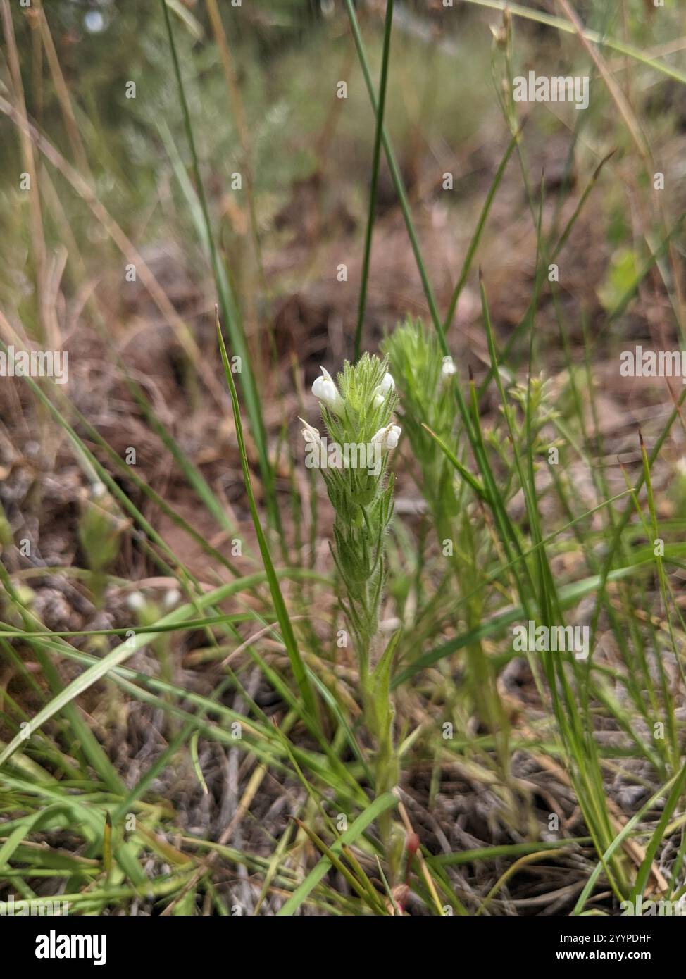 Hairy Indian Paintbrush (Castilleja tenuis Stock Photo - Alamy