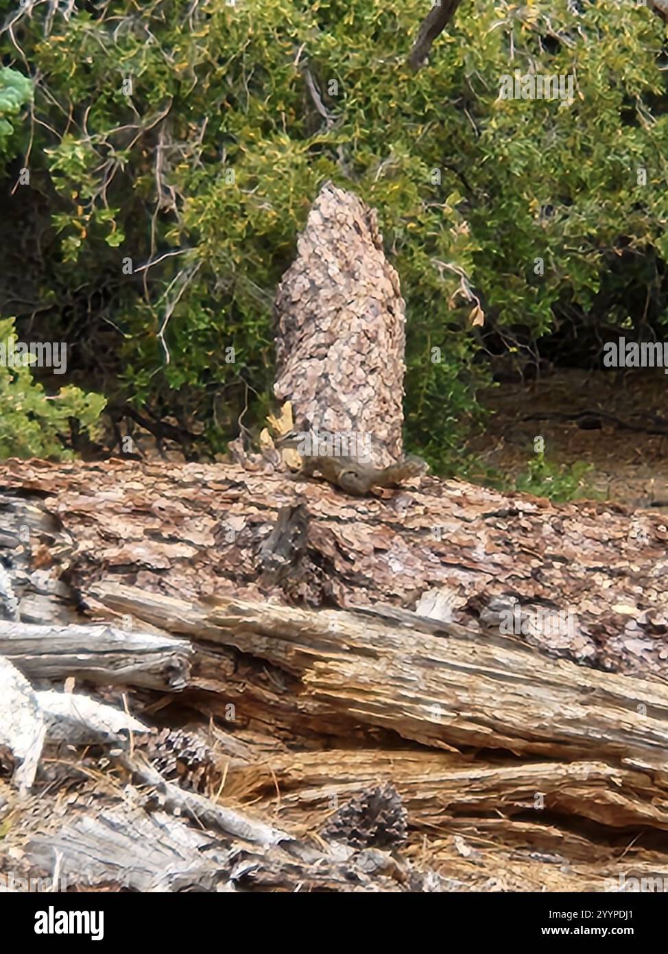Merriam's Chipmunk (Neotamias merriami Stock Photo - Alamy