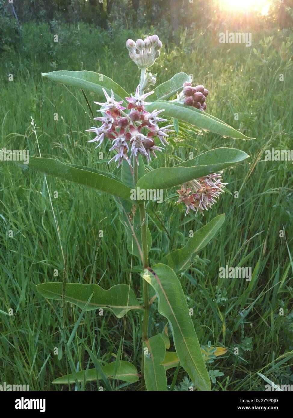 Amazing Asclepias Speciosa Showy Milkweed Pictures