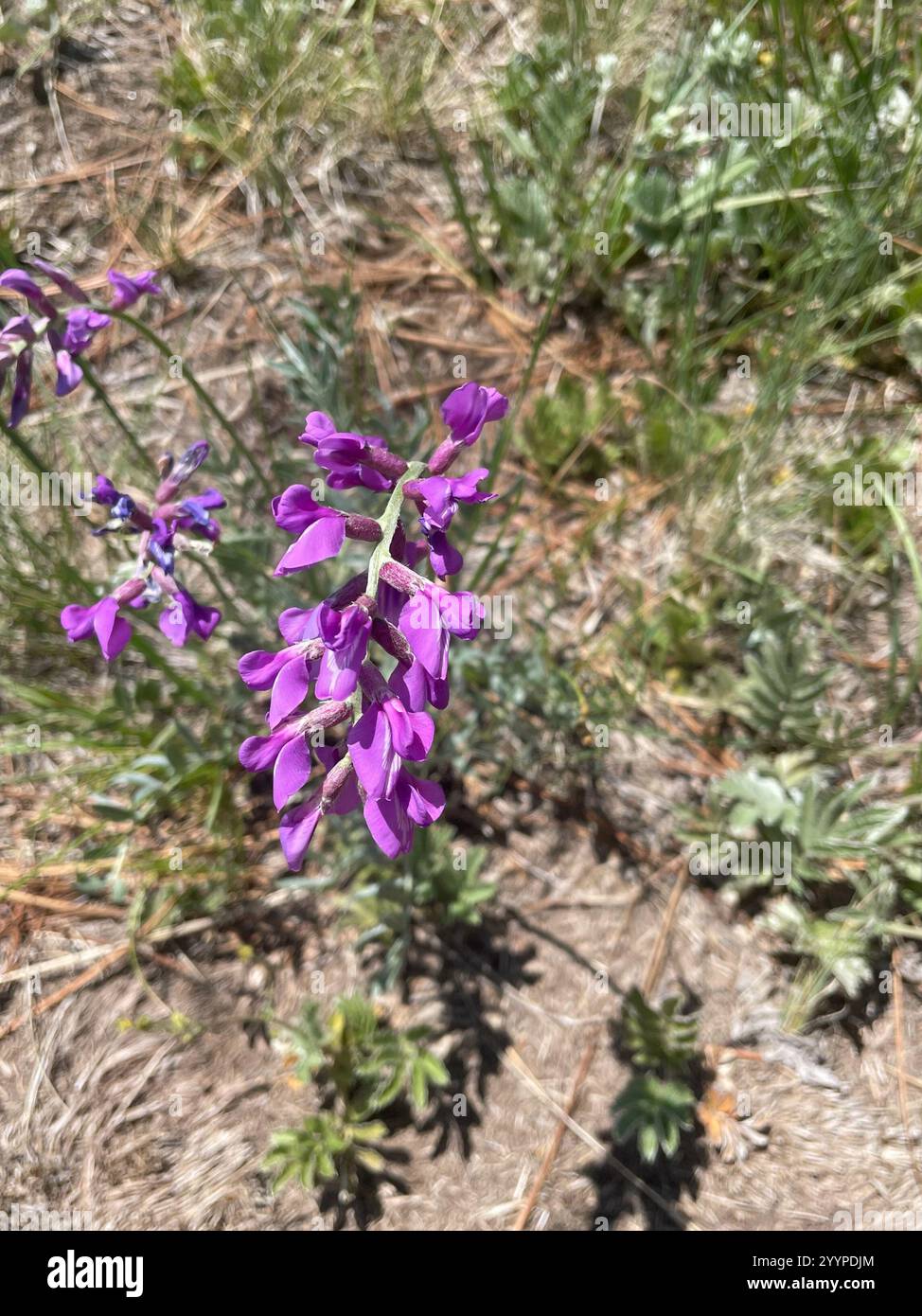 Lambert's Locoweed (Oxytropis lambertii Stock Photo - Alamy