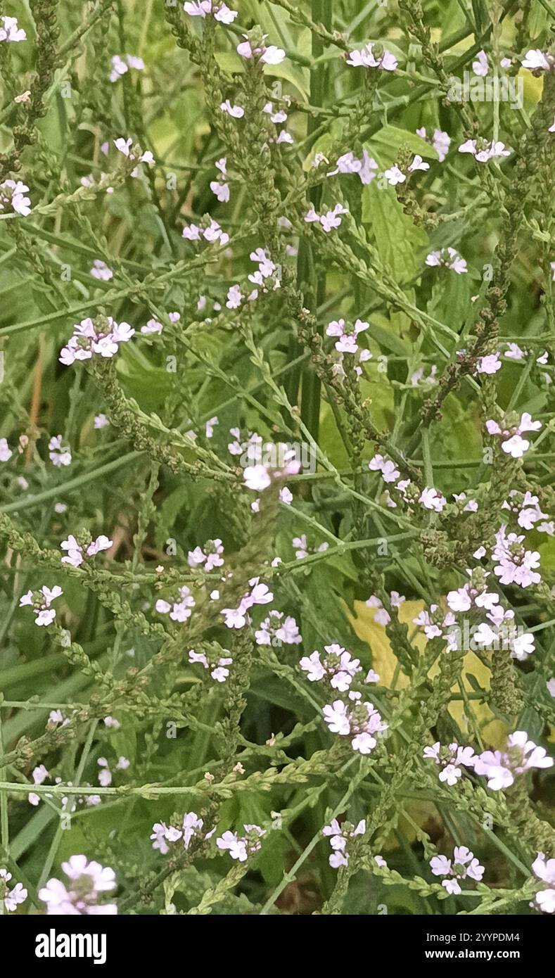 Common vervain (Verbena officinalis Stock Photo - Alamy