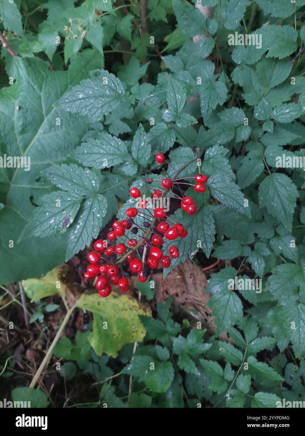 red baneberry (Actaea rubra Stock Photo - Alamy
