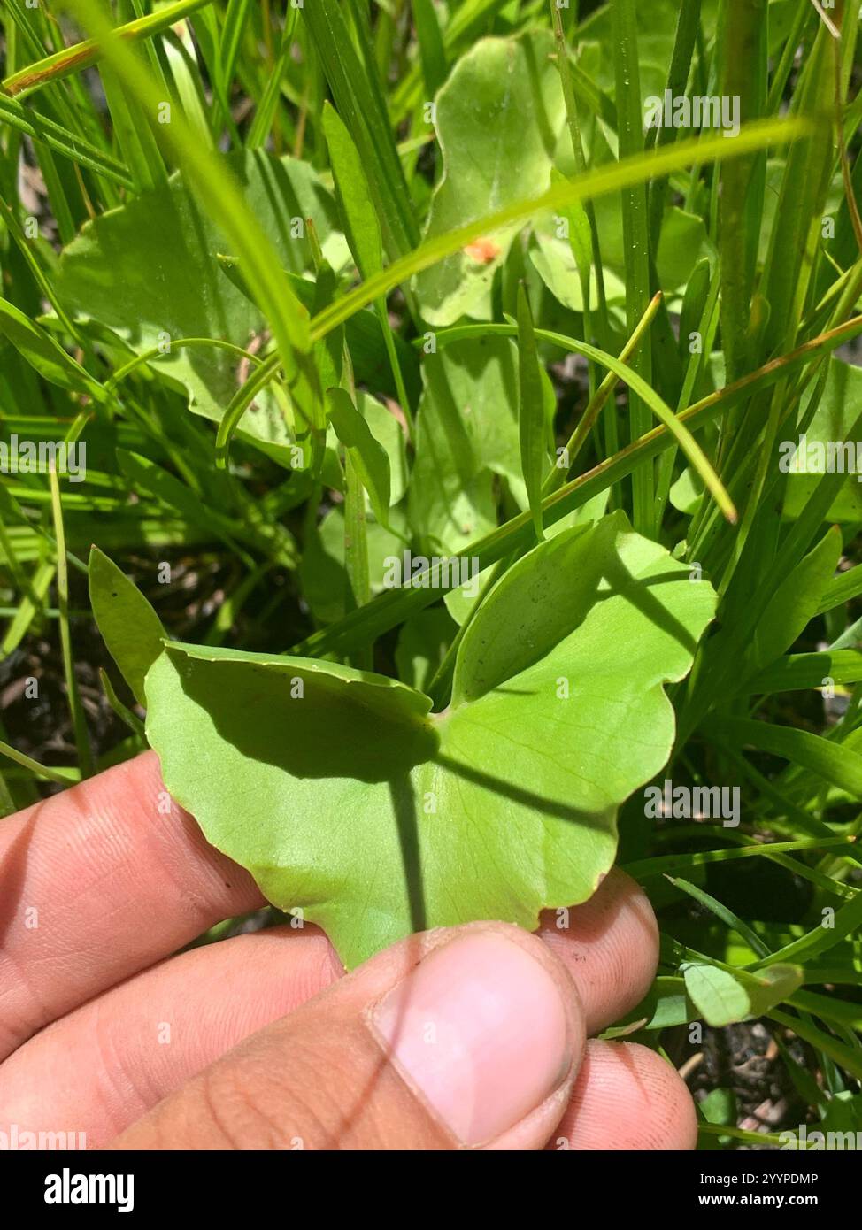 western false asphodel (Triantha occidentalis Stock Photo - Alamy