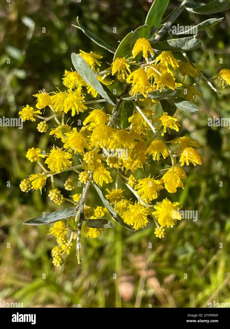 Queensland silver wattle (Acacia podalyriifolia Stock Photo - Alamy