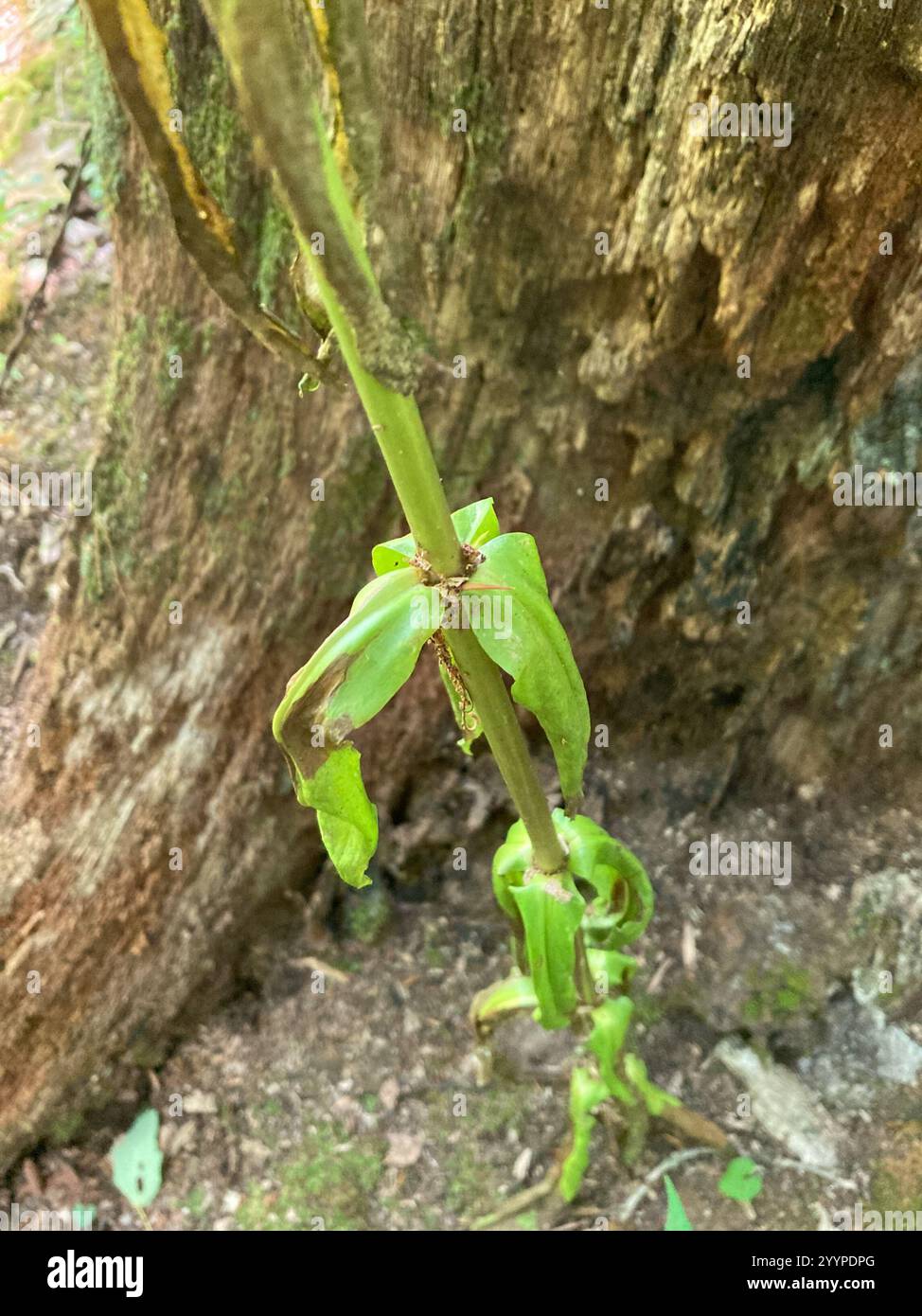 American columbo (Frasera caroliniensis Stock Photo - Alamy