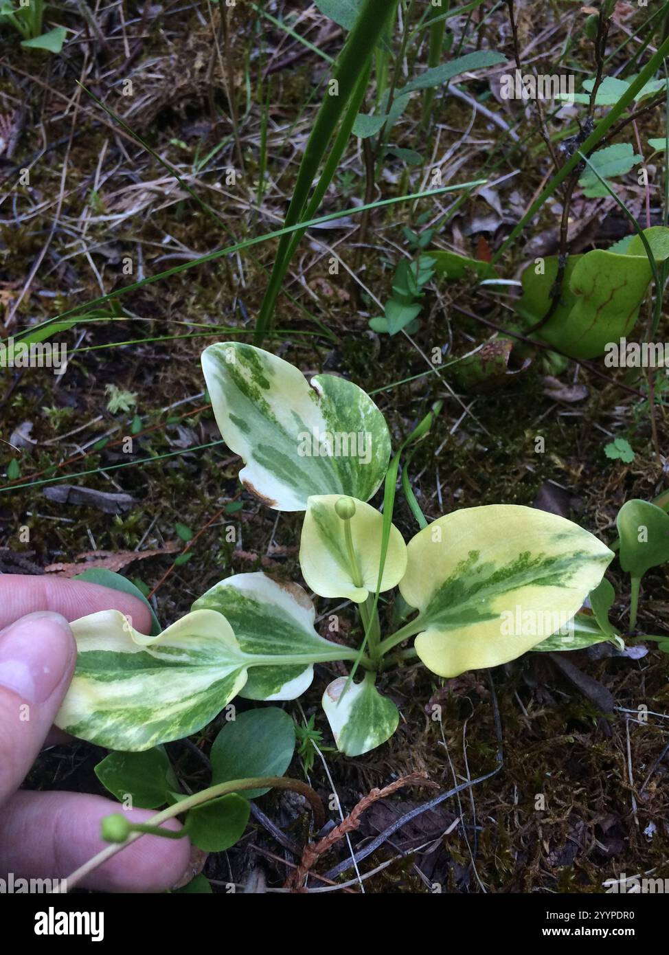 fen grass of Parnassus (Parnassia glauca Stock Photo - Alamy