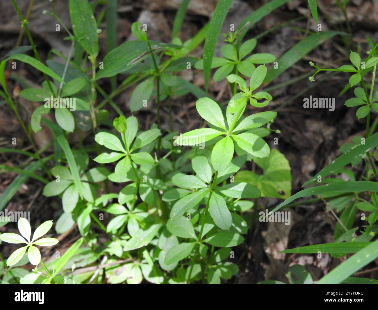 fragrant bedstraw (Galium triflorum Stock Photo - Alamy
