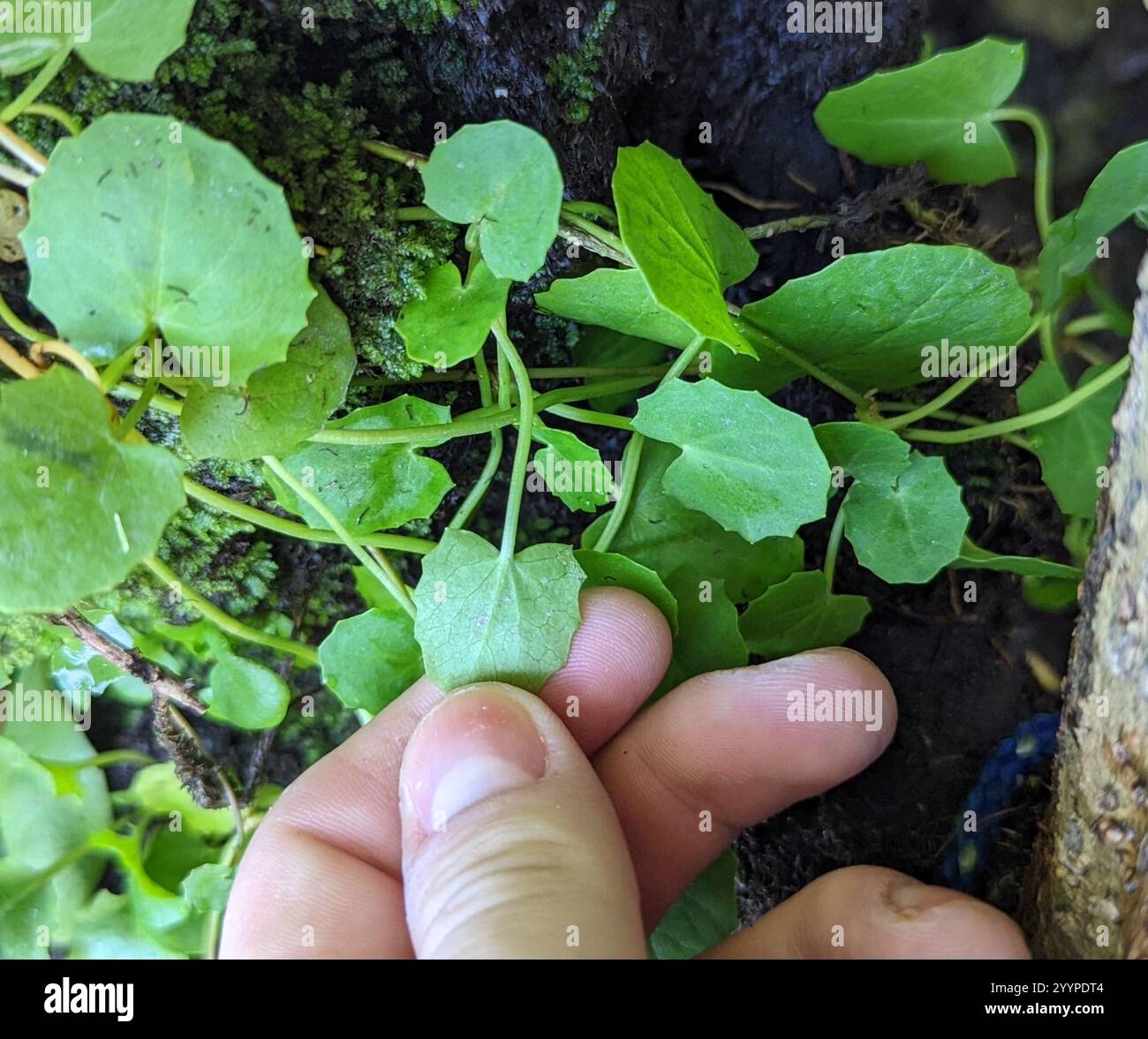 American Coinwort (Centella erecta Stock Photo - Alamy