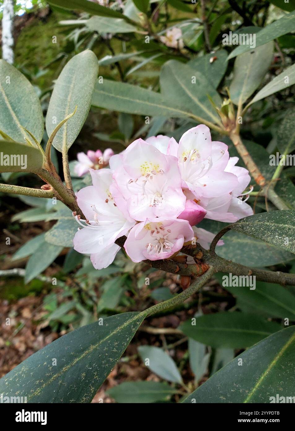 great rhododendron (Rhododendron maximum Stock Photo - Alamy