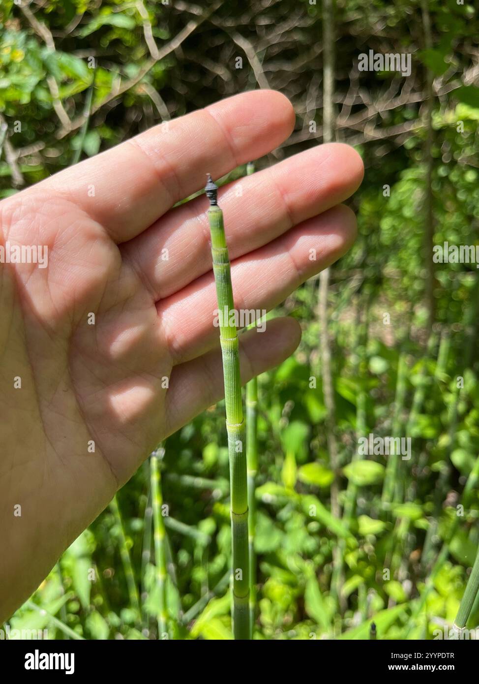 rough horsetail (Equisetum hyemale Stock Photo - Alamy