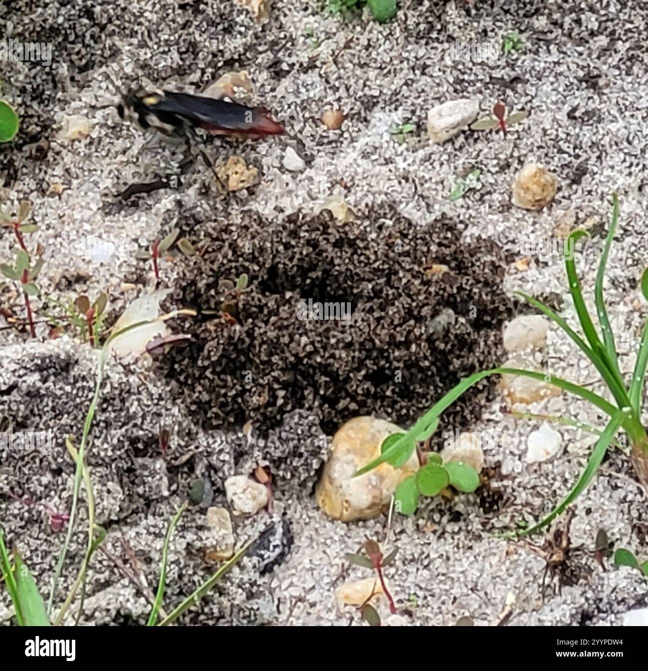 Larra bicolor hi-res stock photography and images - Alamy