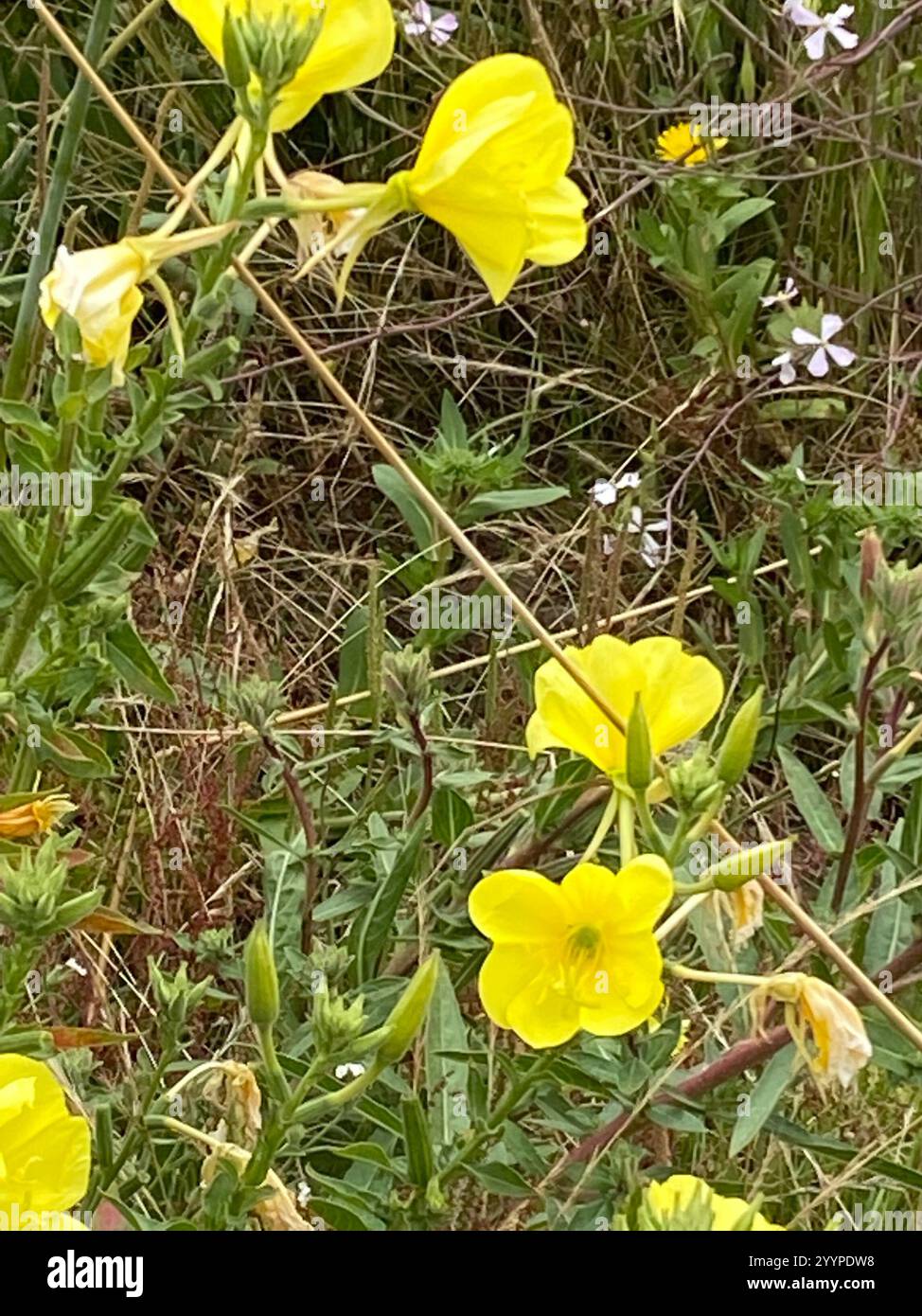 tall evening primrose (Oenothera elata Stock Photo - Alamy