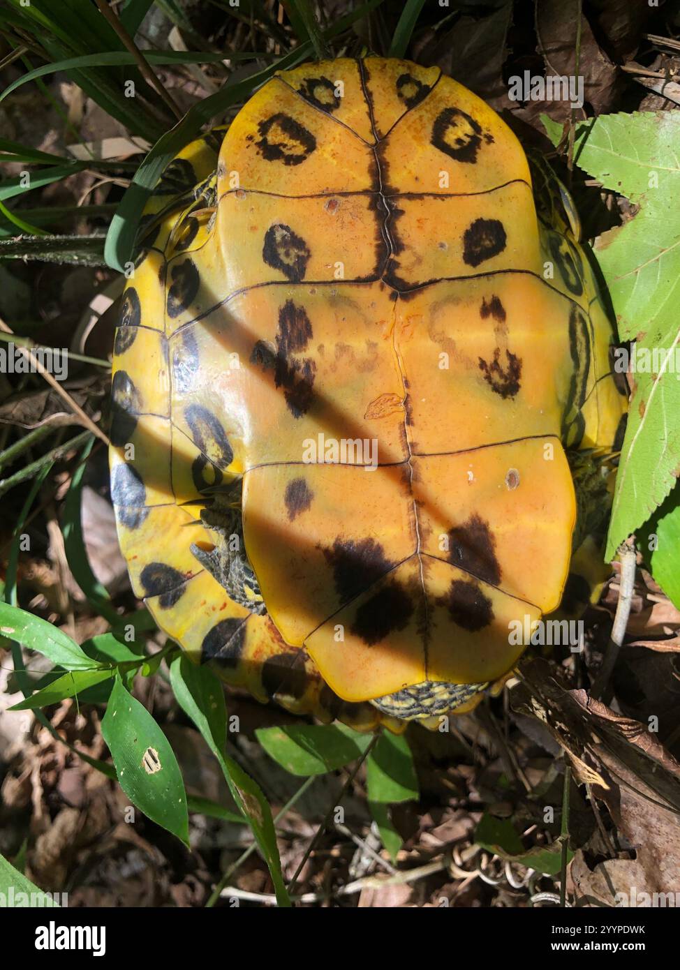 Pond Slider (Trachemys scripta Stock Photo - Alamy