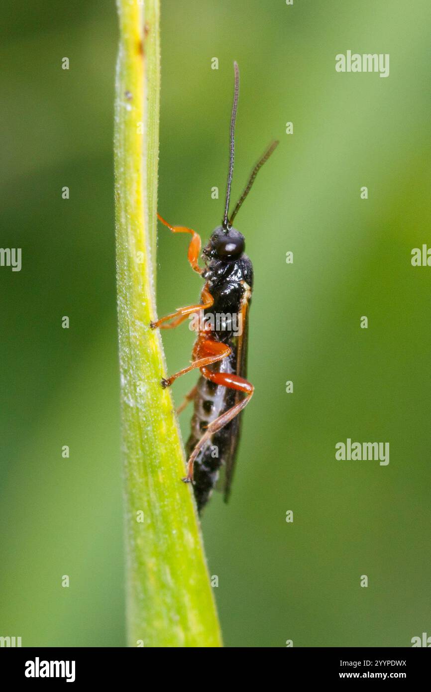 Black Slip Wasp (Pimpla rufipes Stock Photo - Alamy
