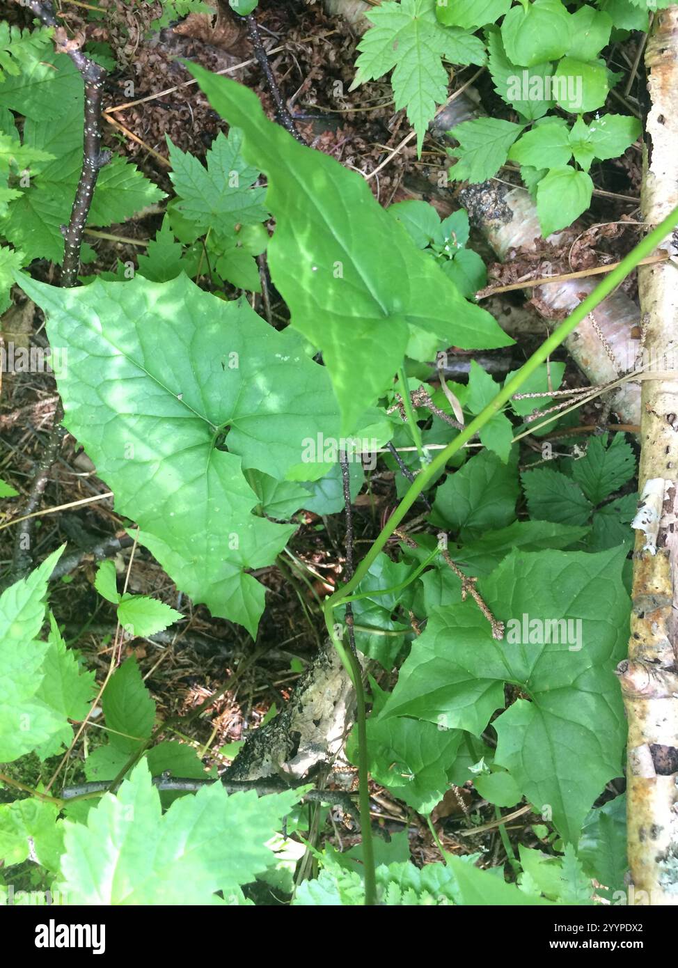 tall rattlesnake root (Nabalus altissimus Stock Photo - Alamy