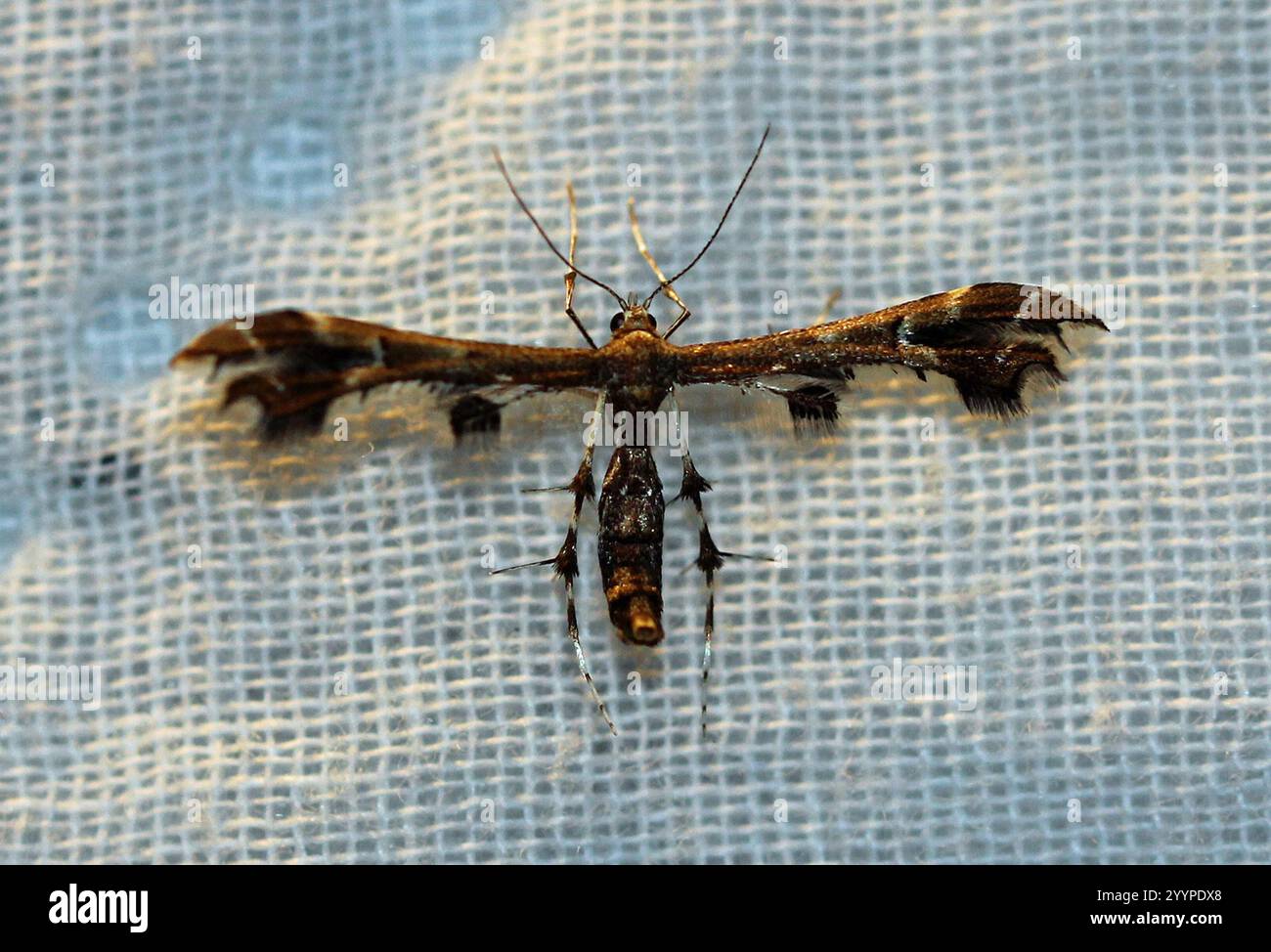 Grape and Sheppard's Plume Moths (Geina periscelidactylus Stock Photo ...