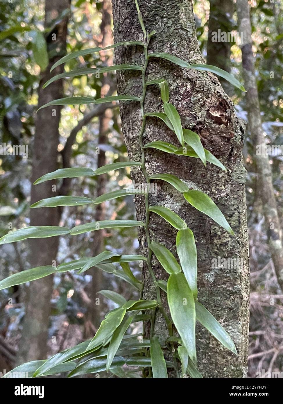 candle vine (Pothos longipes Stock Photo - Alamy