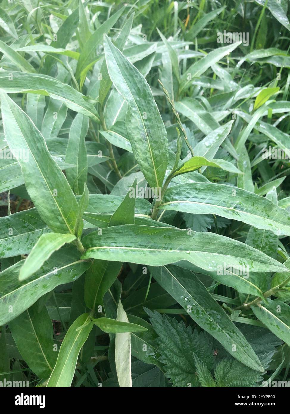 water smartweed (Persicaria amphibia Stock Photo - Alamy
