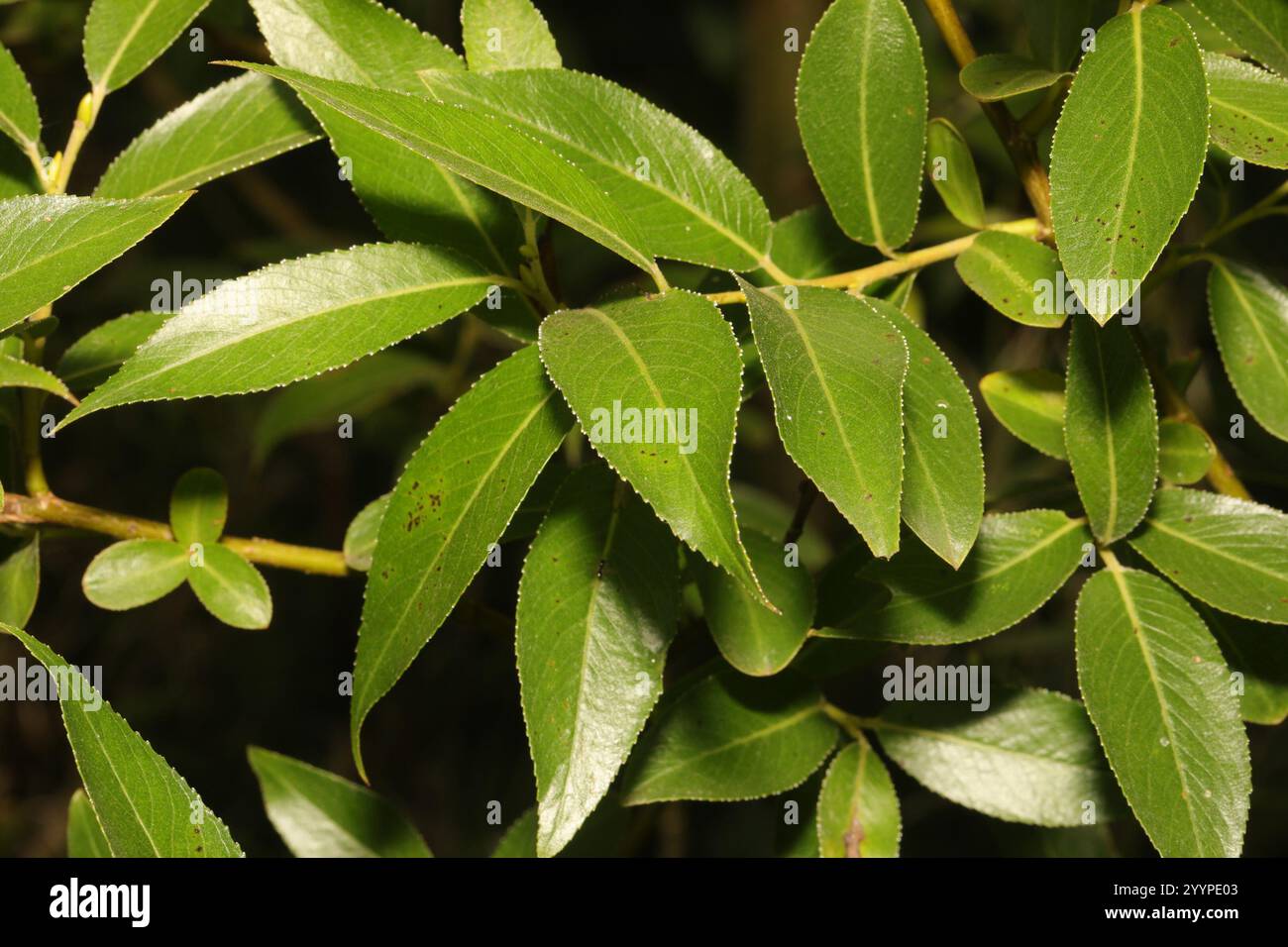 hybrid crack willow (Salix × fragilis Stock Photo - Alamy