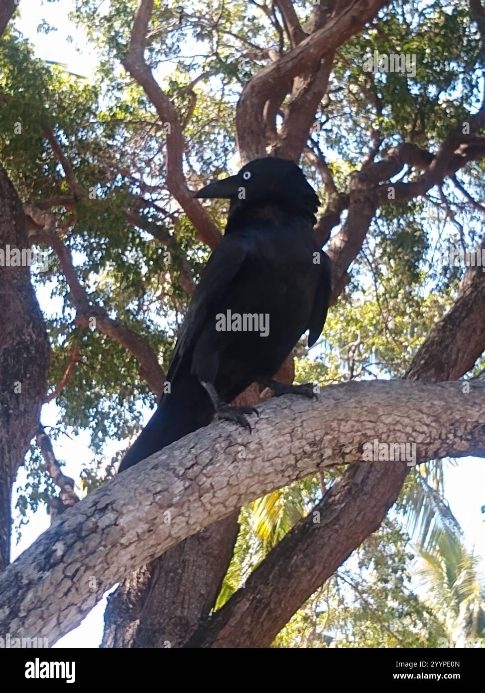 Australian Raven (Corvus coronoides Stock Photo - Alamy