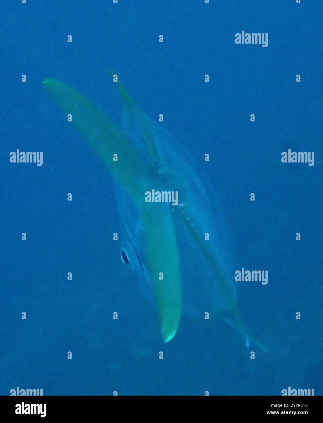 Yellow Spotted Trevally (Turrum fulvoguttatum Stock Photo - Alamy