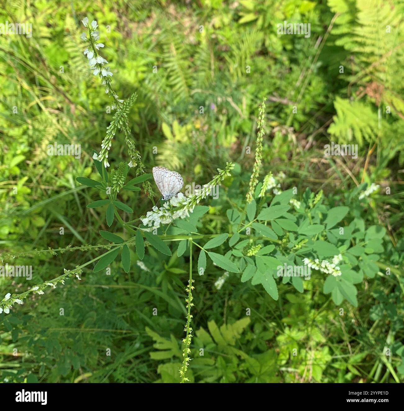Northern Azure (Celastrina lucia Stock Photo - Alamy