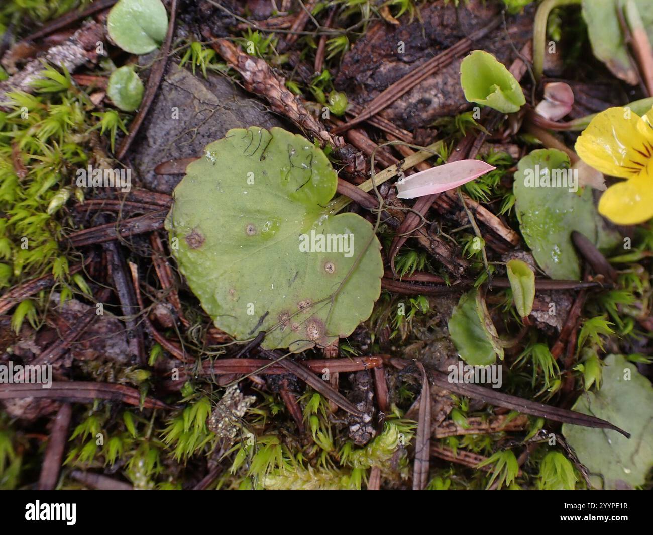 Viola orbiculata hi-res stock photography and images - Alamy