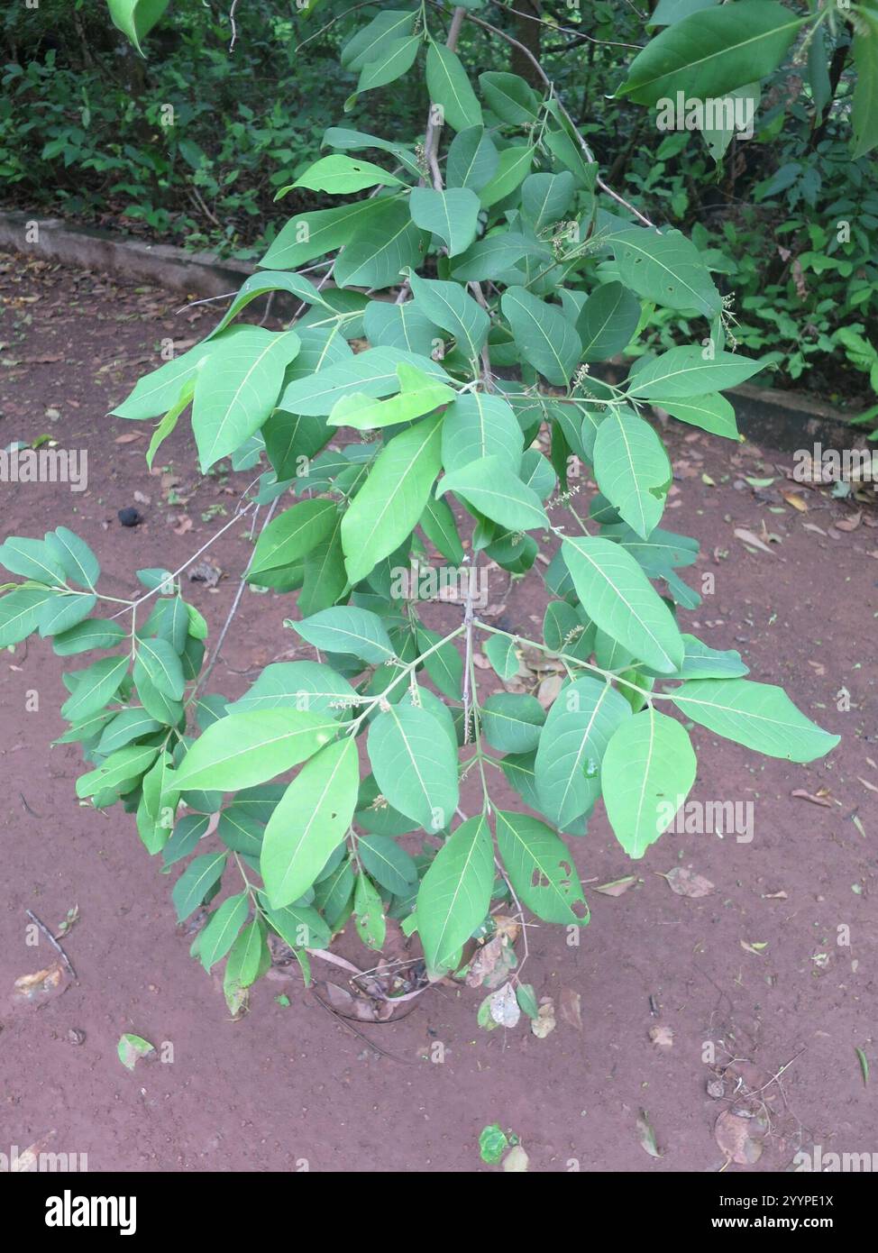 Bushwillow hi-res stock photography and images - Alamy