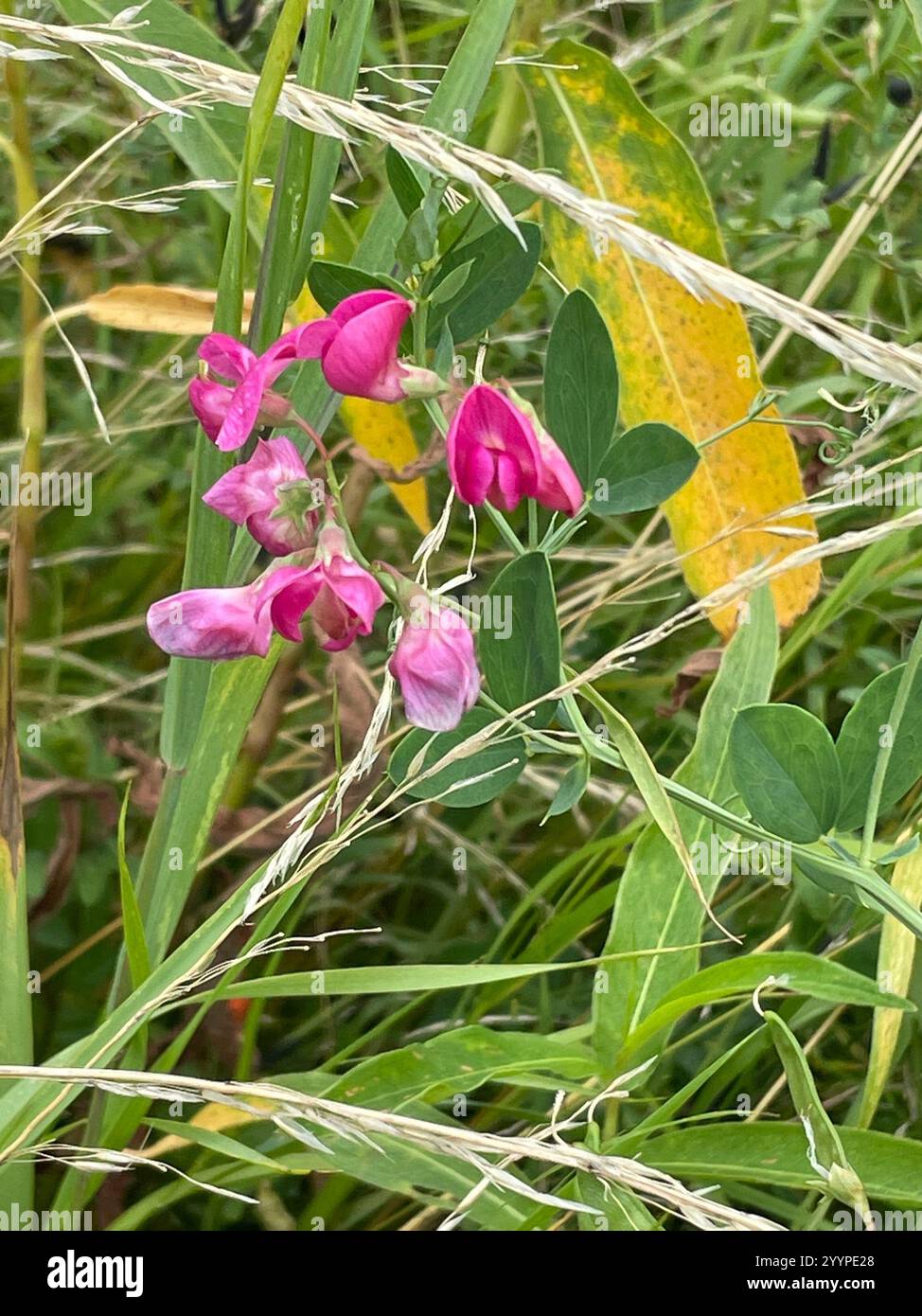 tuberous pea (Lathyrus tuberosus Stock Photo - Alamy