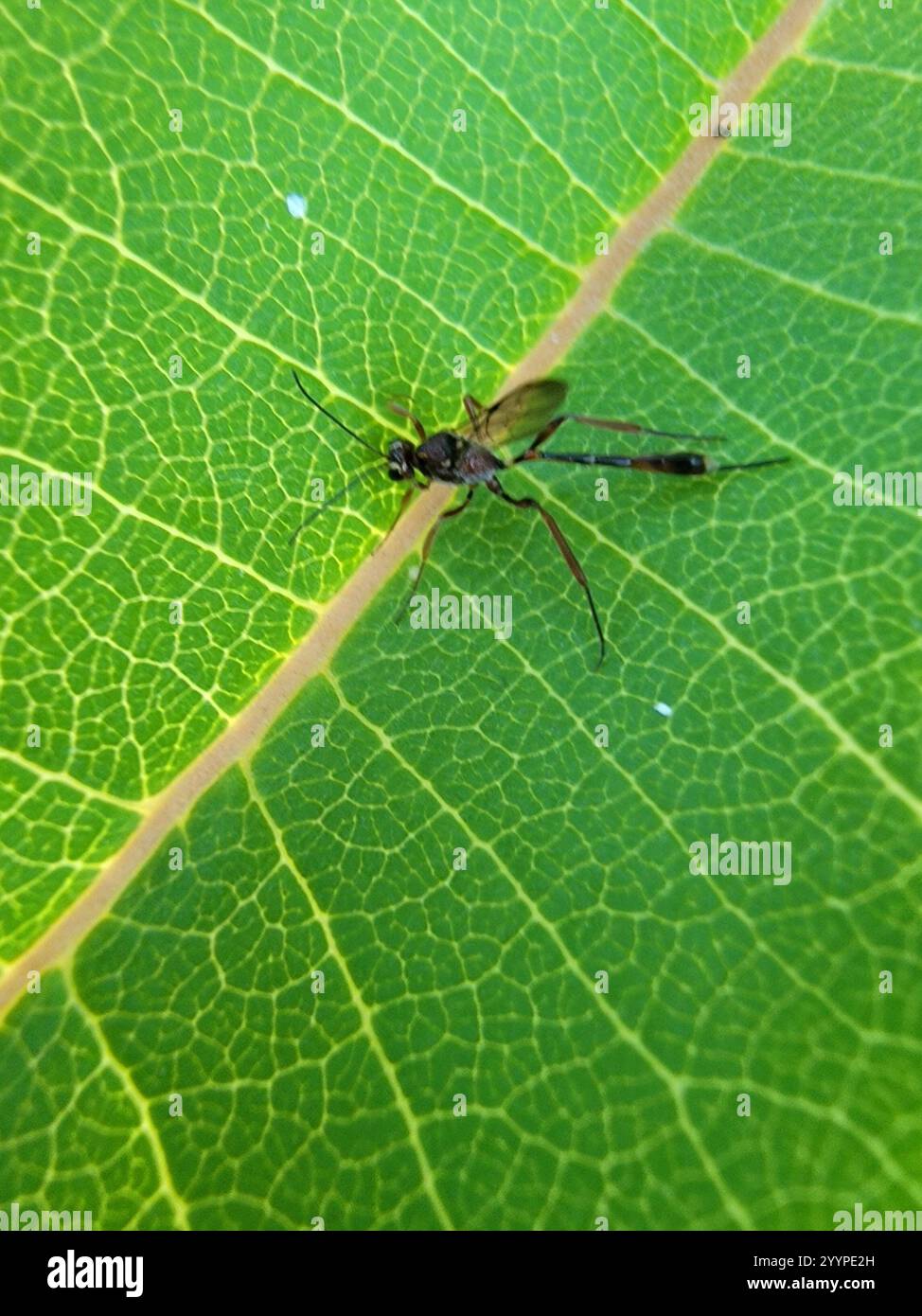 Anomalon hi-res stock photography and images - Alamy