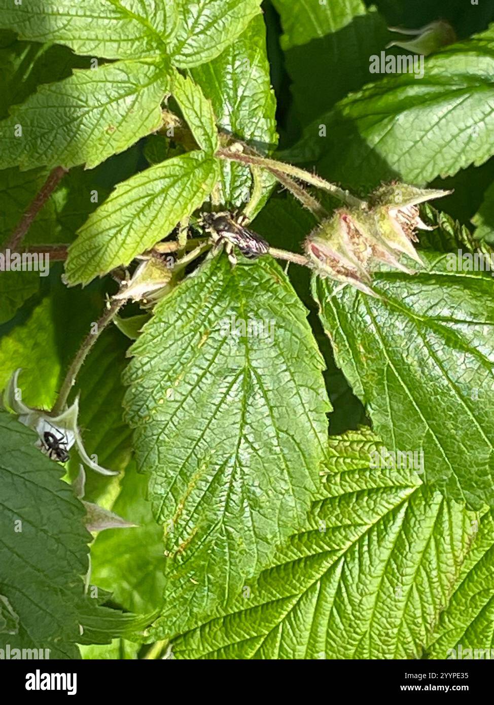 Black-and-gray Leafcutter Bee (Megachile melanophaea Stock Photo - Alamy