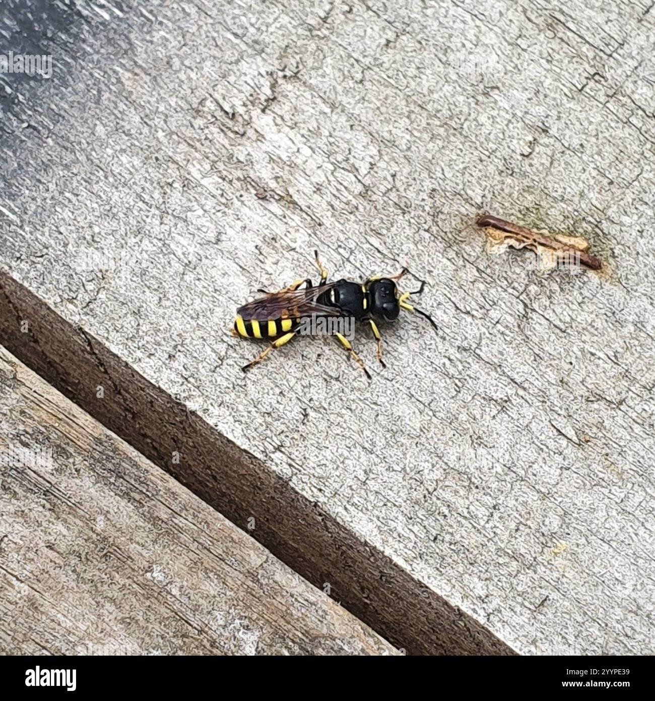 Square-headed Wasps, Sand Wasps, and Allies (Crabronidae Stock Photo ...