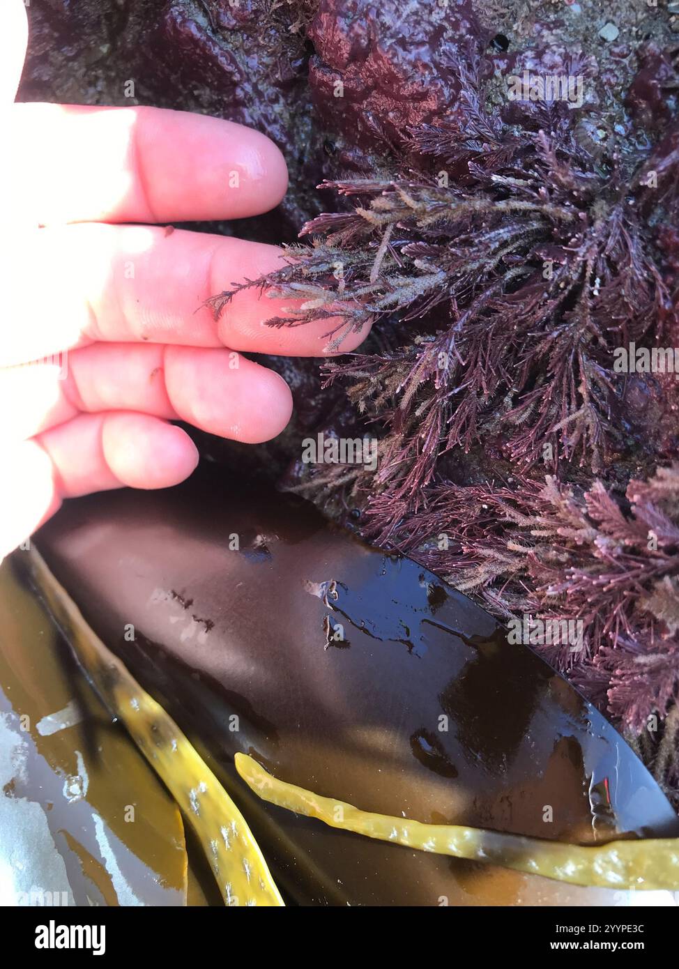 Red Jania (Jania rubens Stock Photo - Alamy