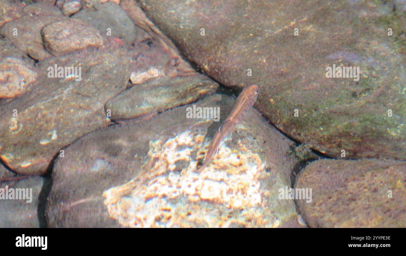Salmons, pikes and mudminnows (Salmoniformes Stock Photo - Alamy