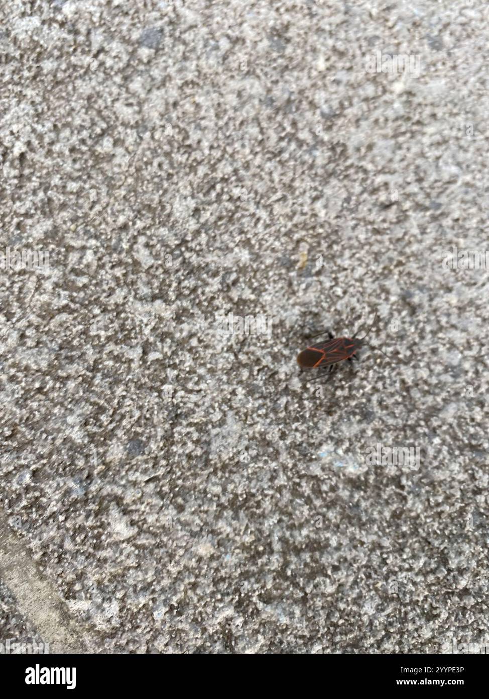 Western Boxelder Bug (Boisea rubrolineata Stock Photo - Alamy