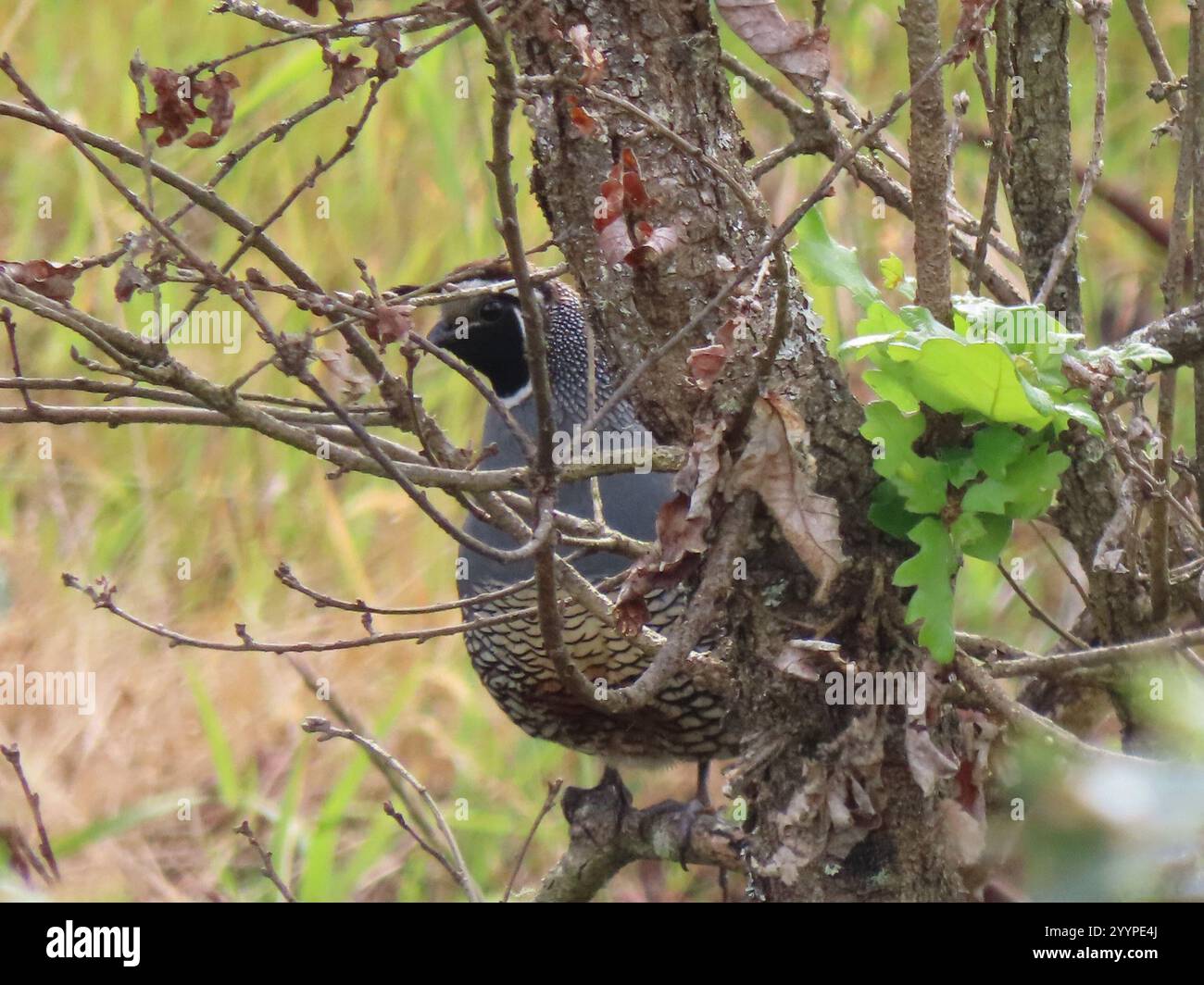 California Quail (Callipepla californica Stock Photo - Alamy