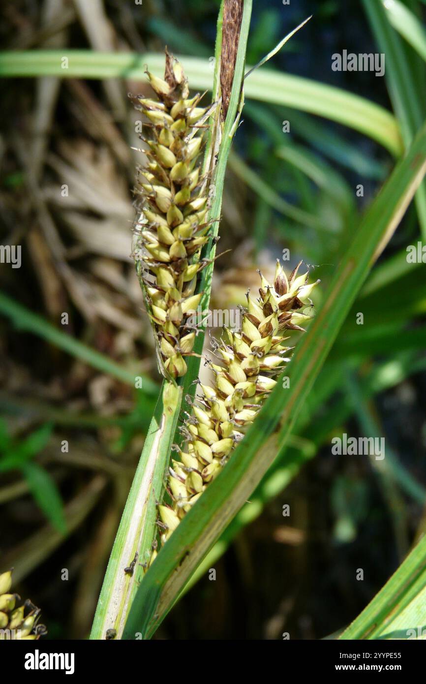lesser pond sedge (Carex acutiformis Stock Photo - Alamy