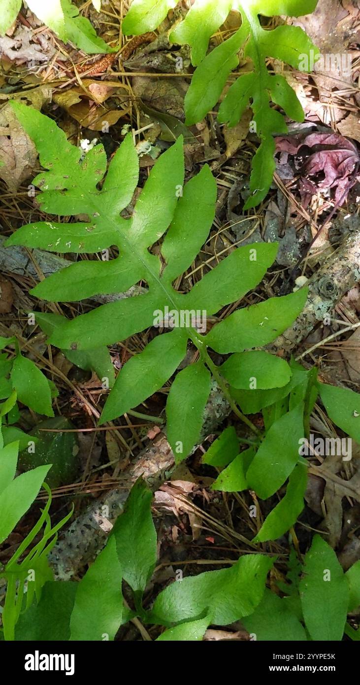 netted chain fern (Woodwardia areolata Stock Photo - Alamy