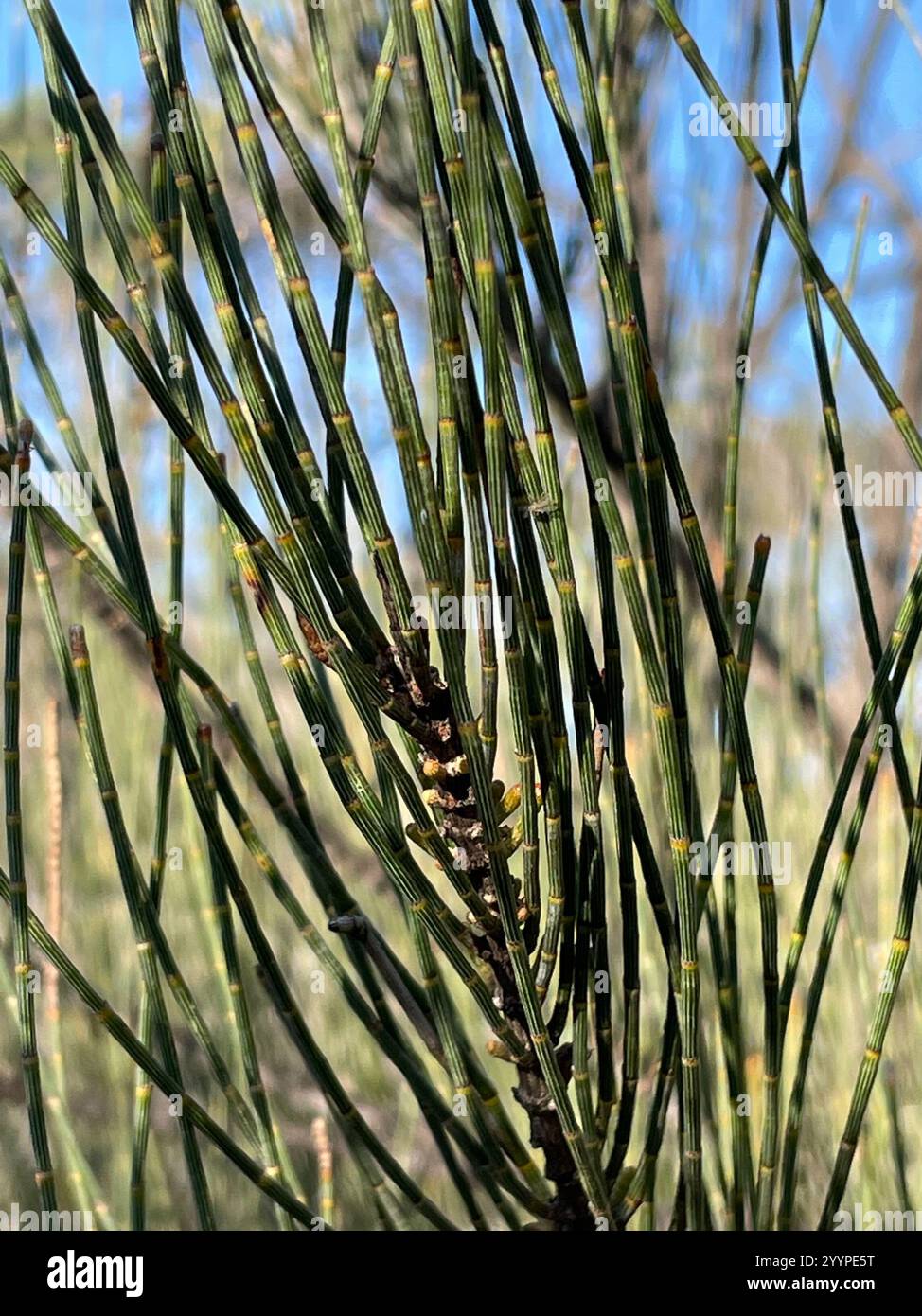 Buloke hi-res stock photography and images - Alamy