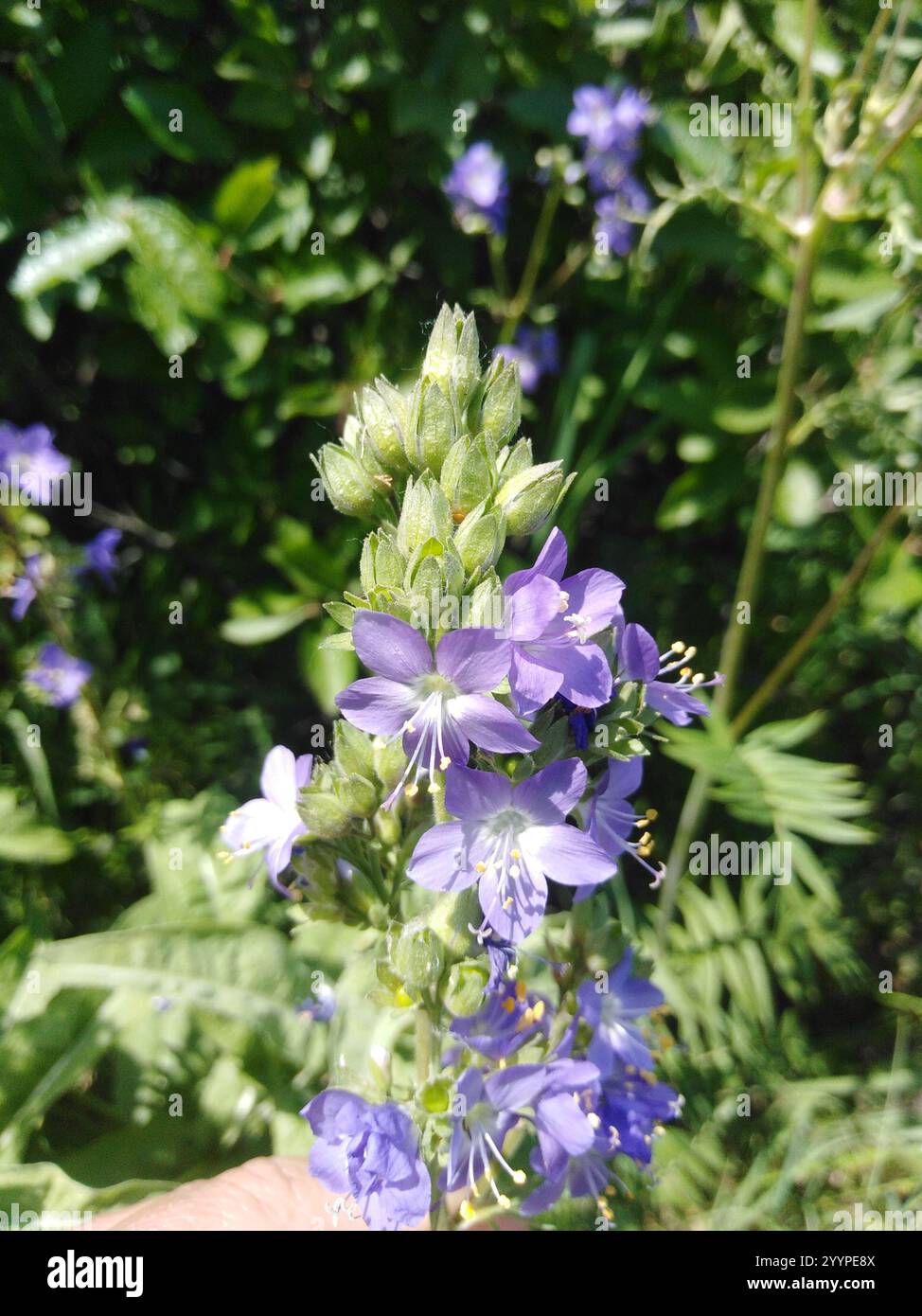 Blue Jacob's Ladder (Polemonium caeruleum Stock Photo - Alamy
