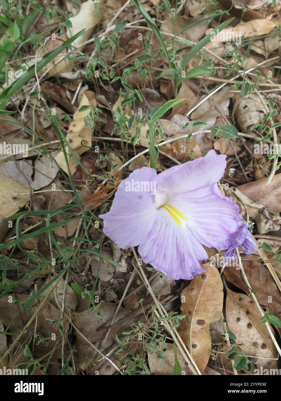 Natal ginger (Siphonochilus aethiopicus Stock Photo - Alamy
