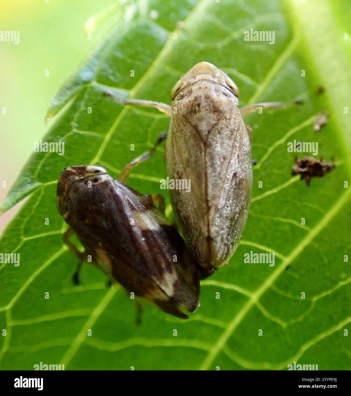 Meadow Spittlebug (Philaenus spumarius Stock Photo - Alamy