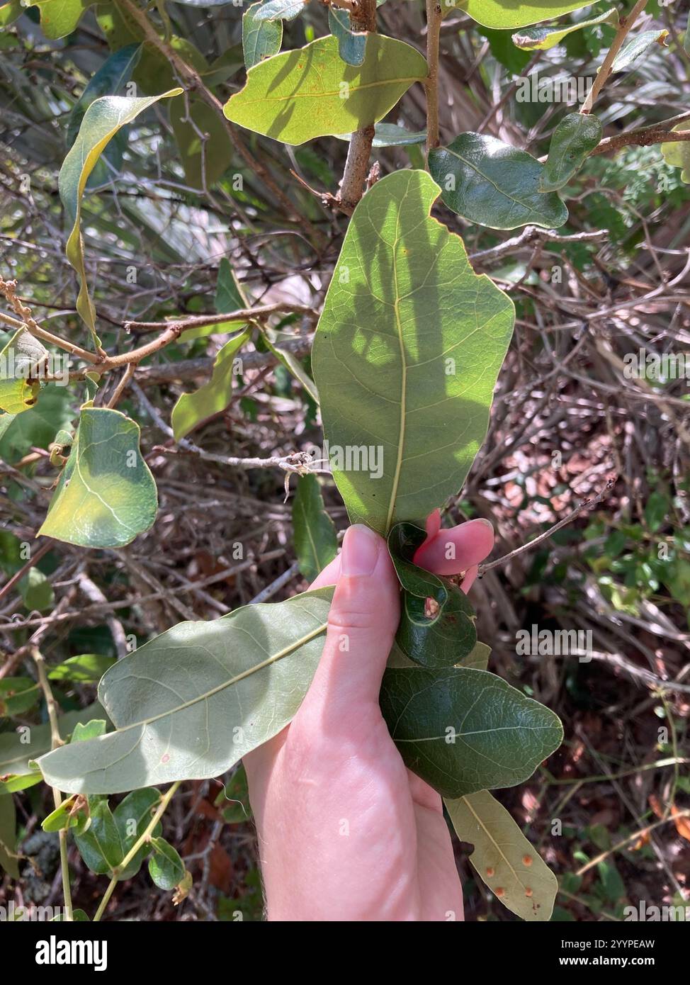 Quercus chapmanii hi-res stock photography and images - Alamy